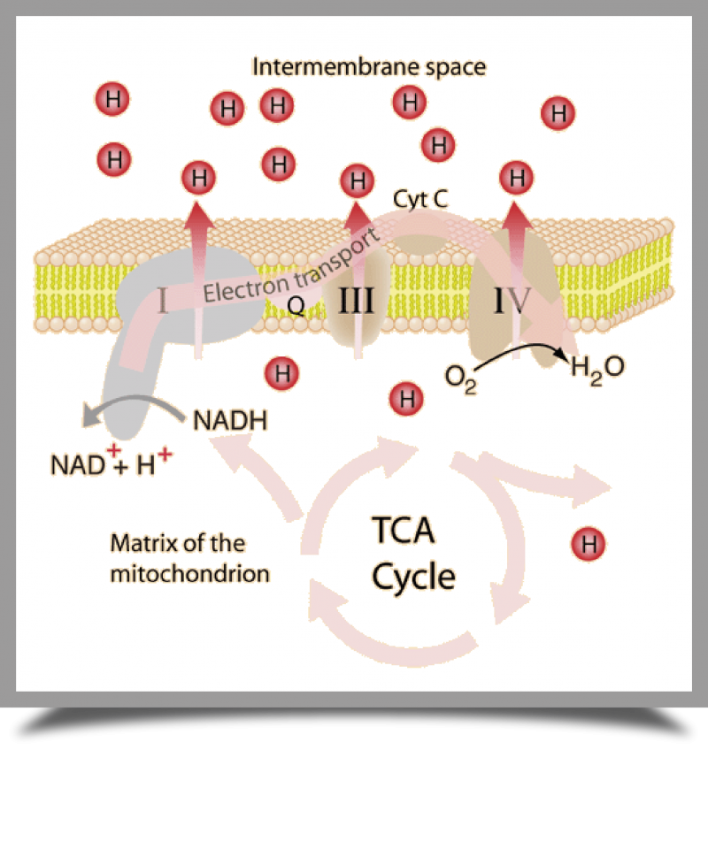 Science - DoctorVet - Therapy Laser