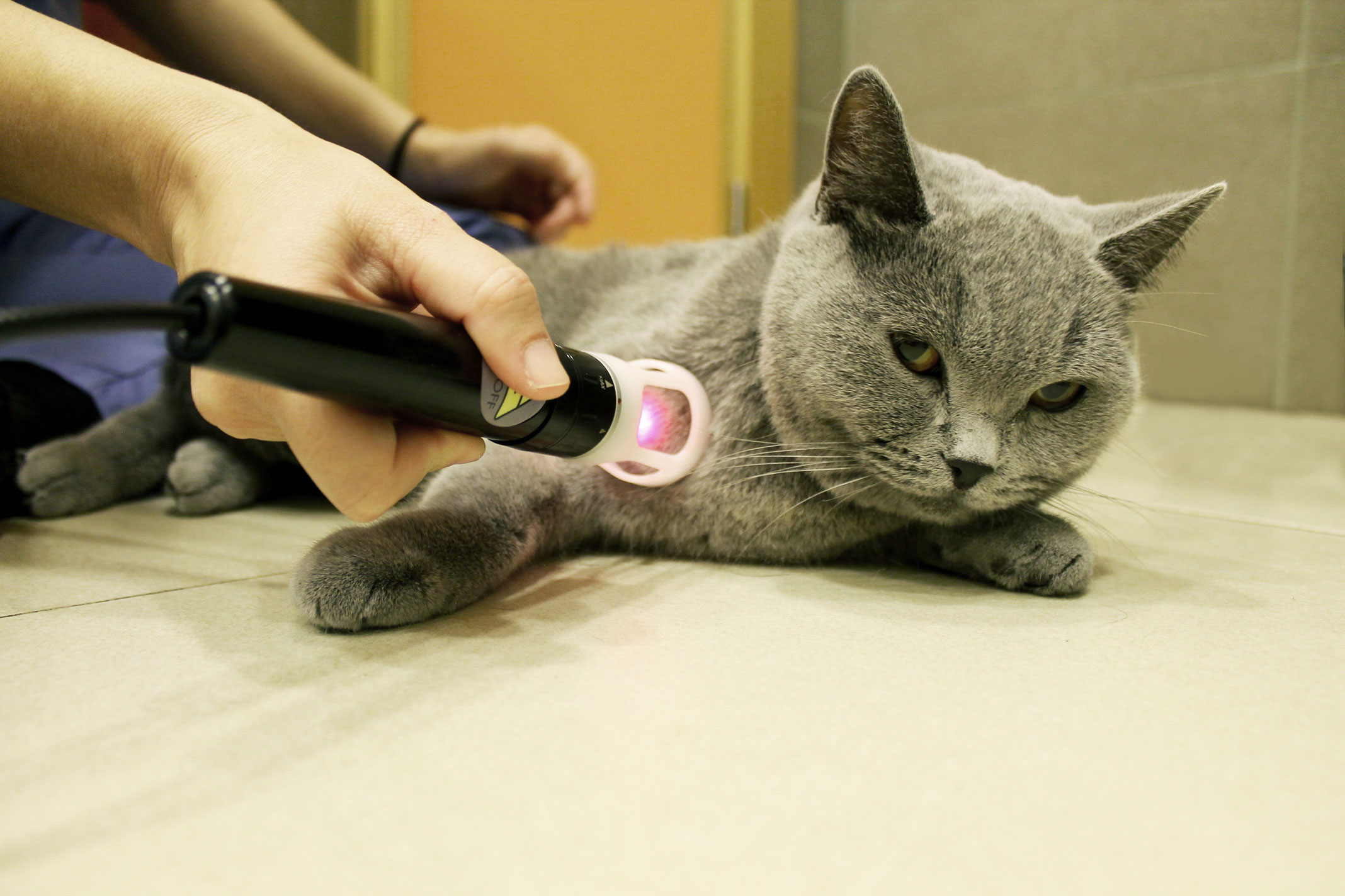 Implementation - DoctorVet - Therapy Laser